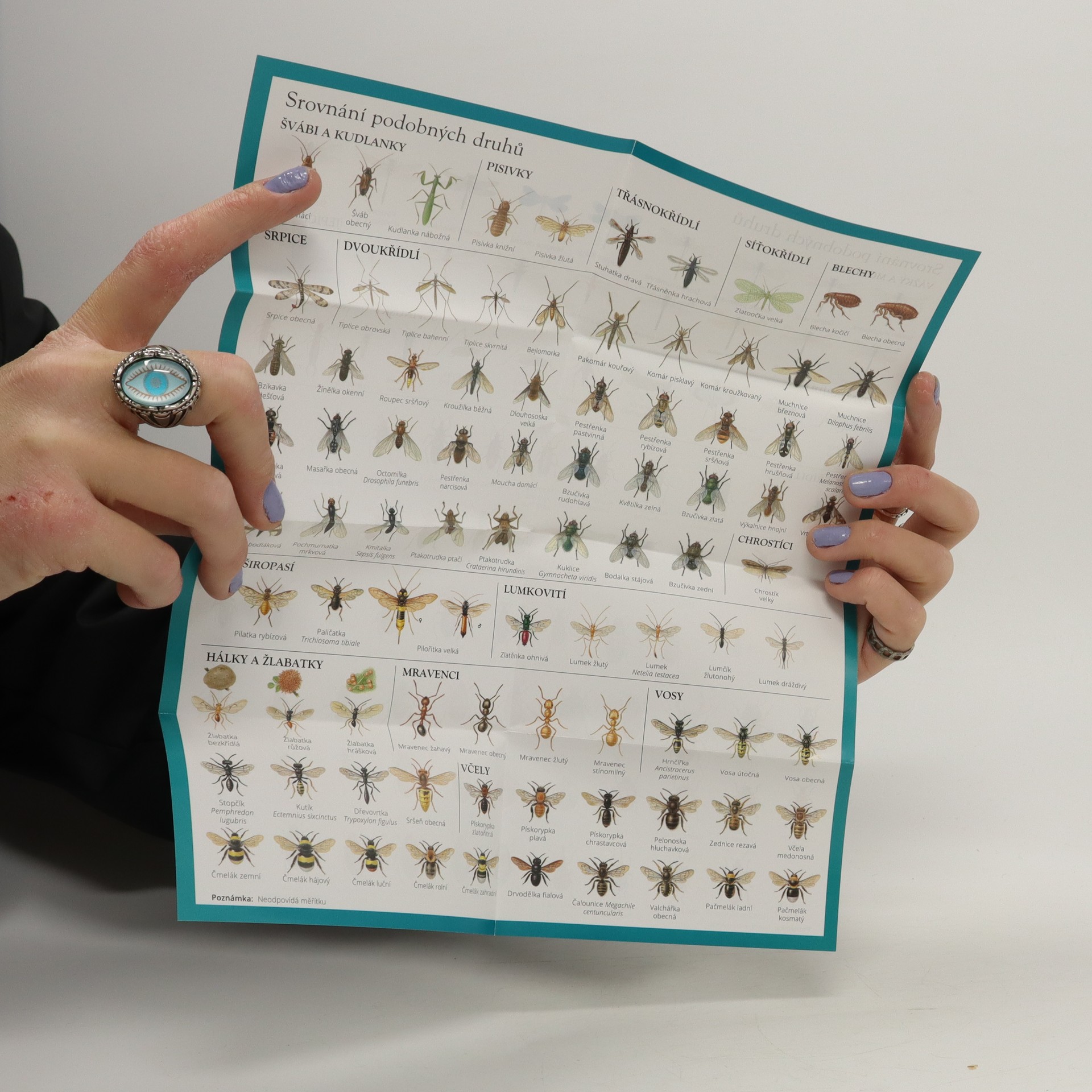 Hmyz : příroda do kapsy - kolektiv - knihobot.cz